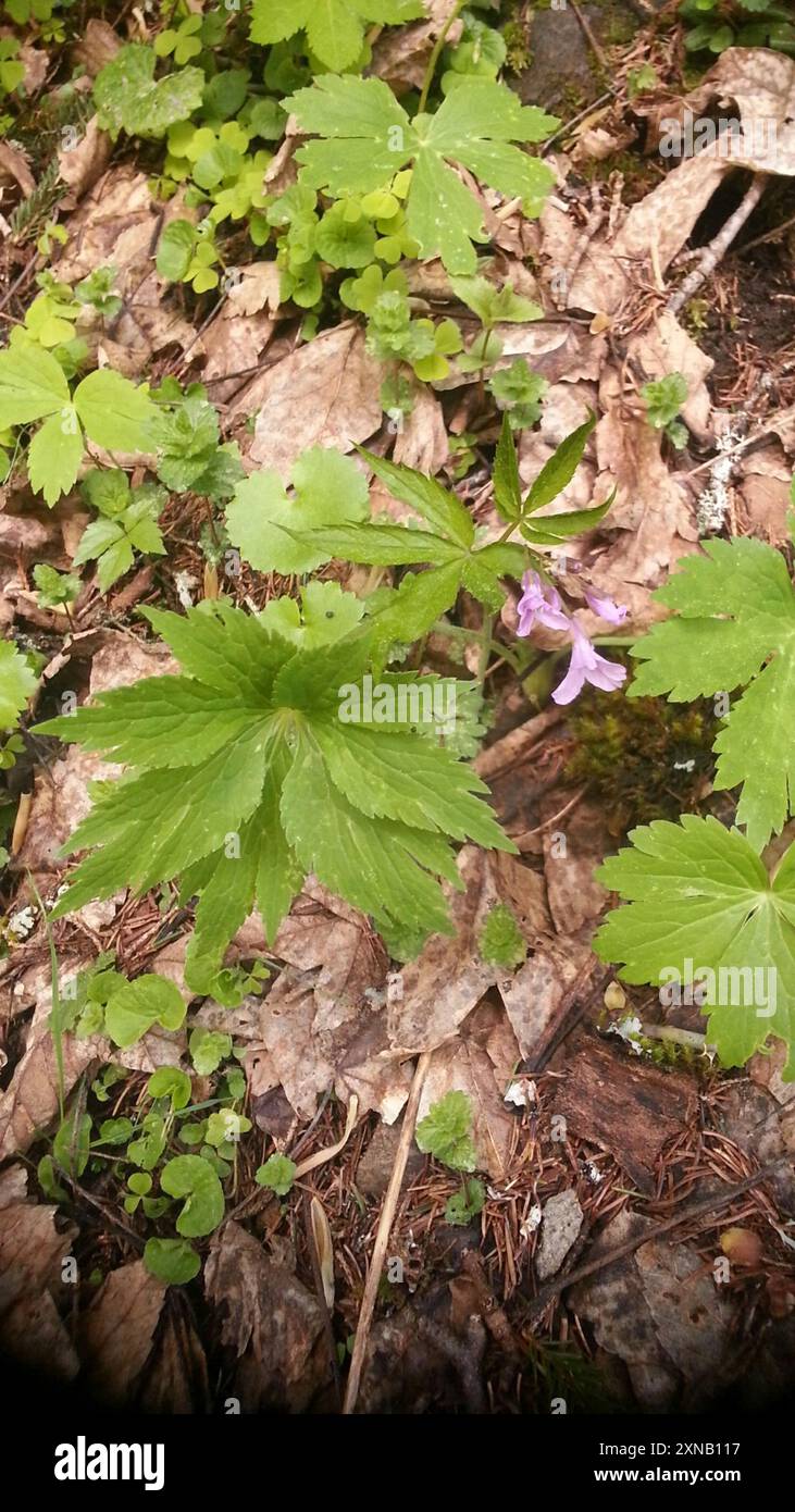 Five-leaflet Bittercress (Cardamine pentaphyllos) Plantae Stock Photo ...