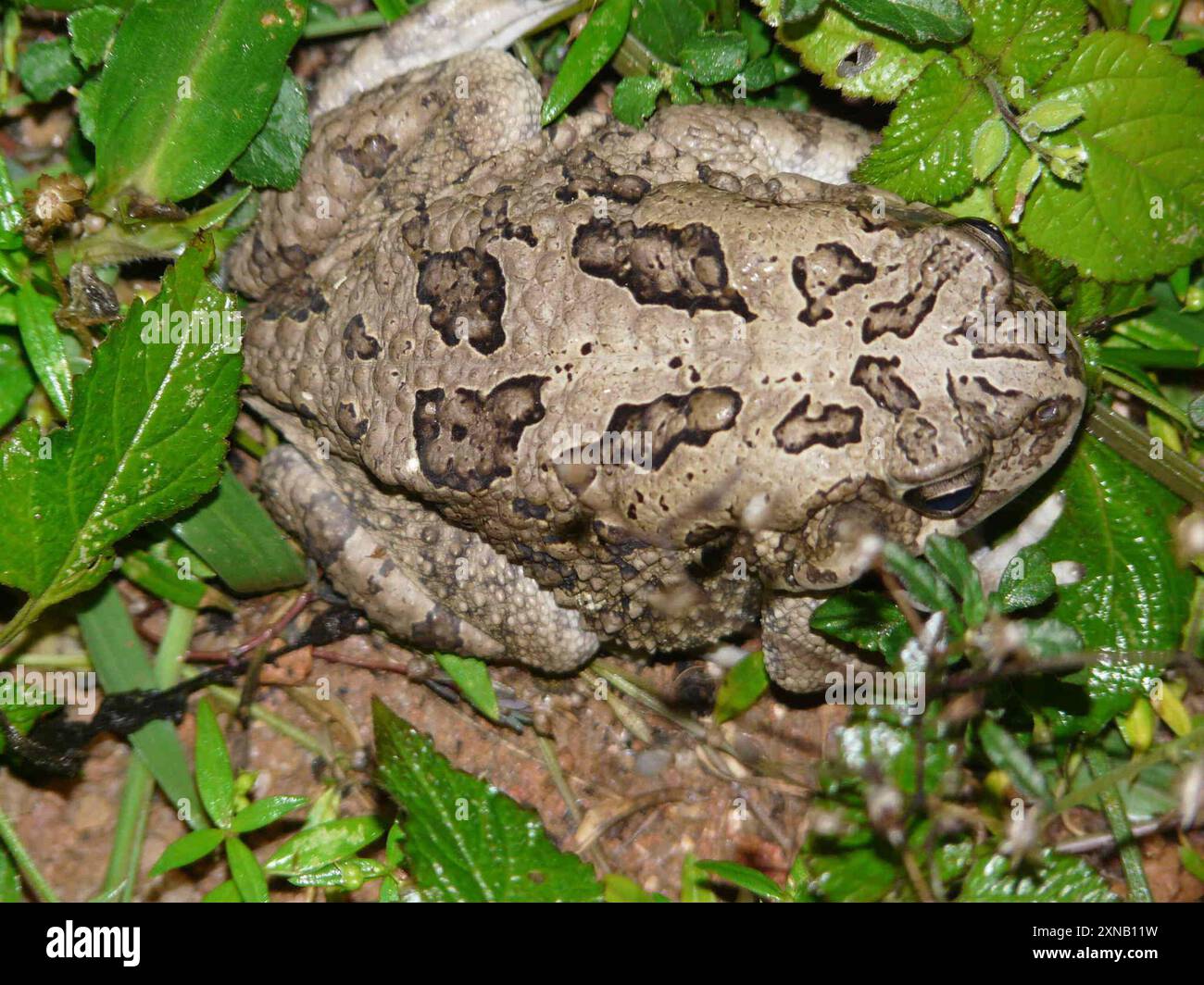 Egyptian Toad (Sclerophrys regularis) Amphibia Stock Photo - Alamy