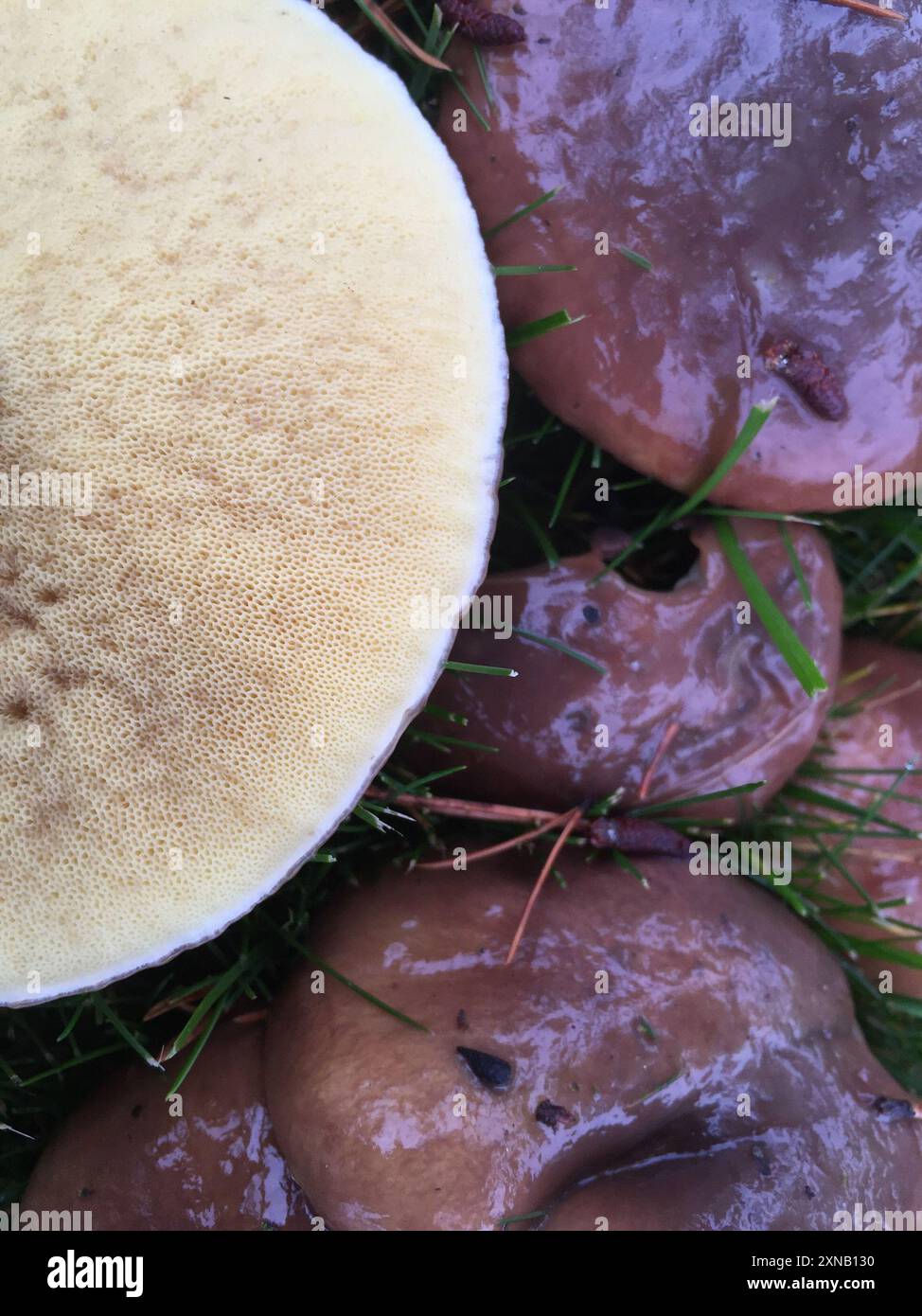 Purple-veiled Slippery Jack (Suillus luteus) Fungi Stock Photo - Alamy