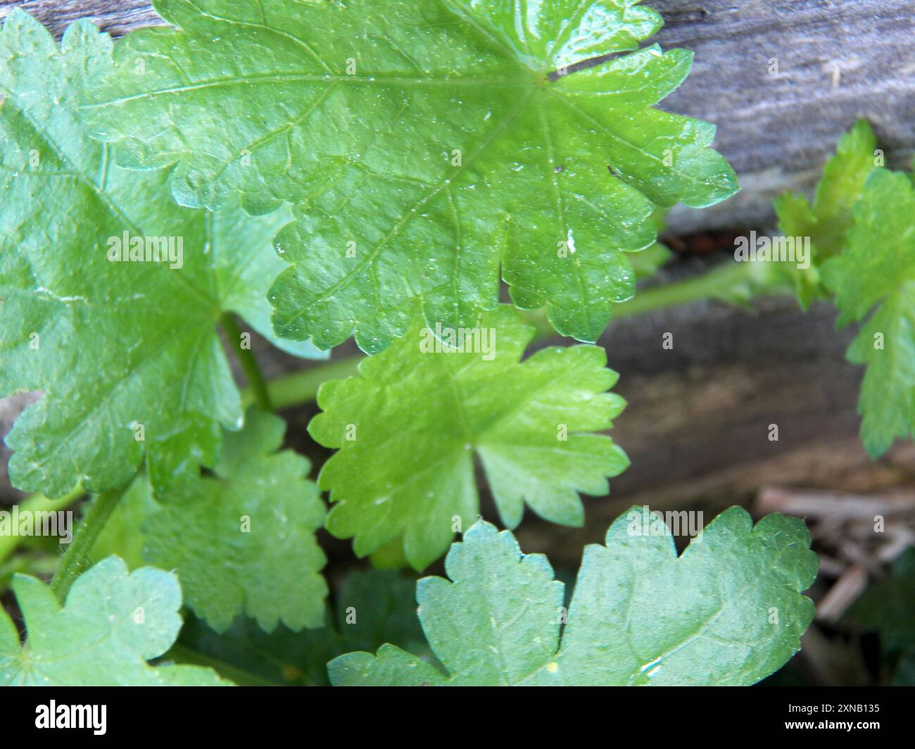 Carolina Bristlemallow (Modiola caroliniana) Plantae Stock Photo - Alamy