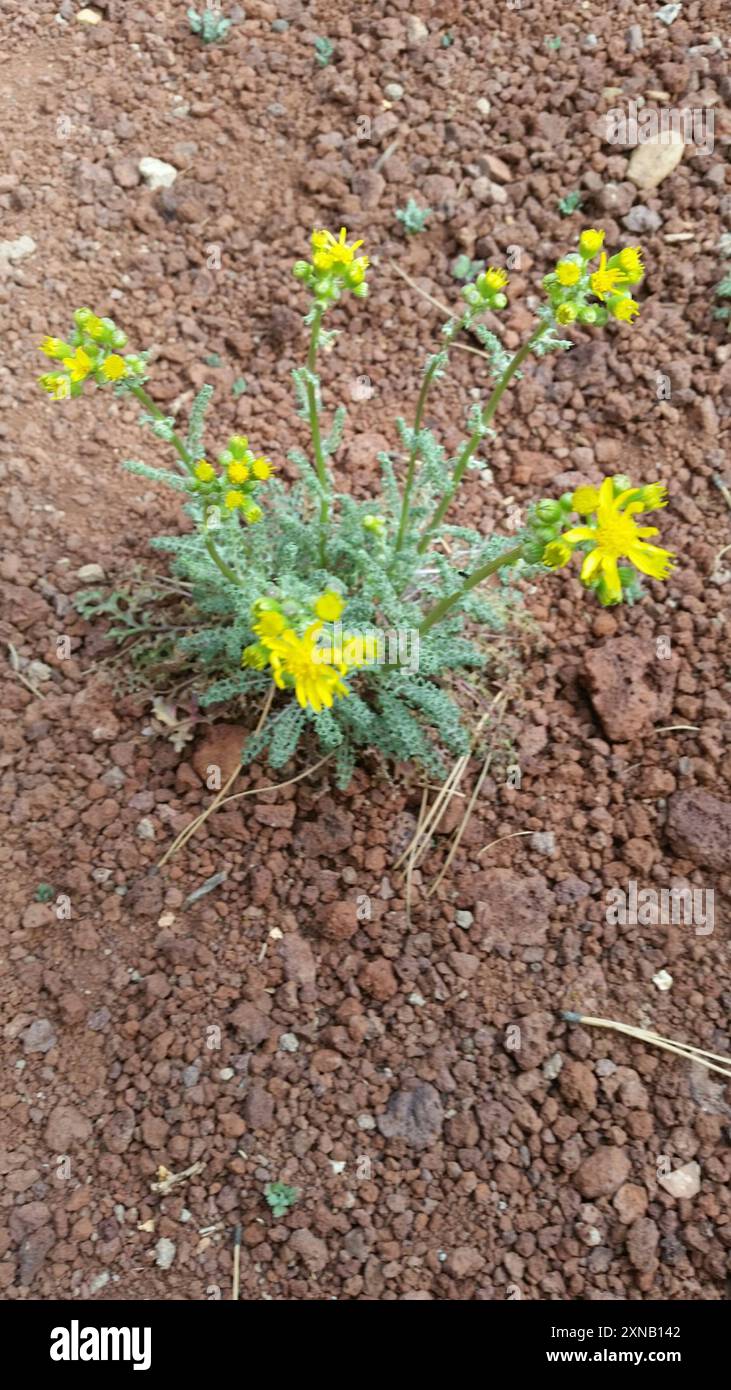 Lobeleaf Groundsel (Packera multilobata) Plantae Stock Photo - Alamy