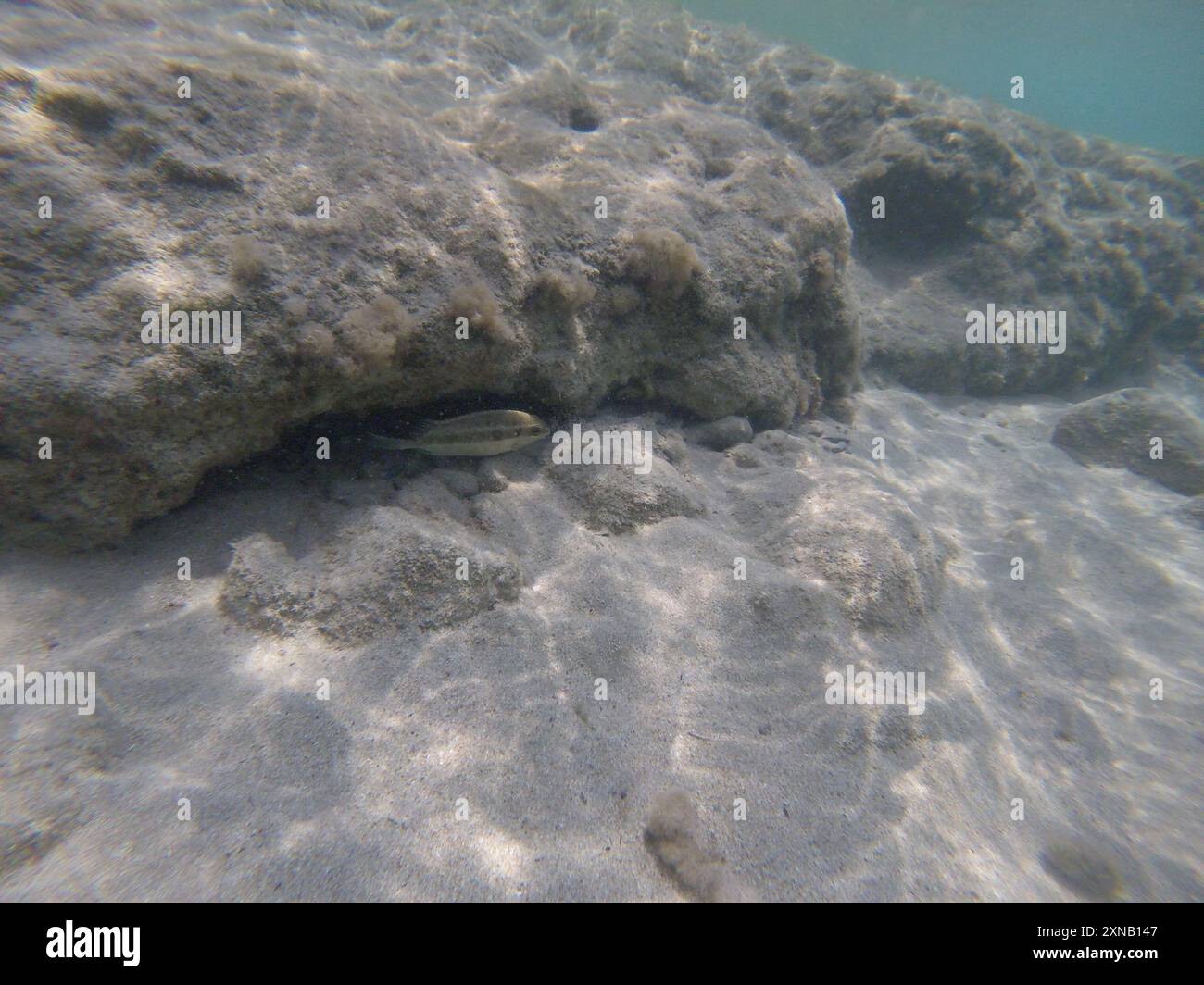 Dusky Spinefoot (Siganus luridus) Actinopterygii Stock Photo - Alamy