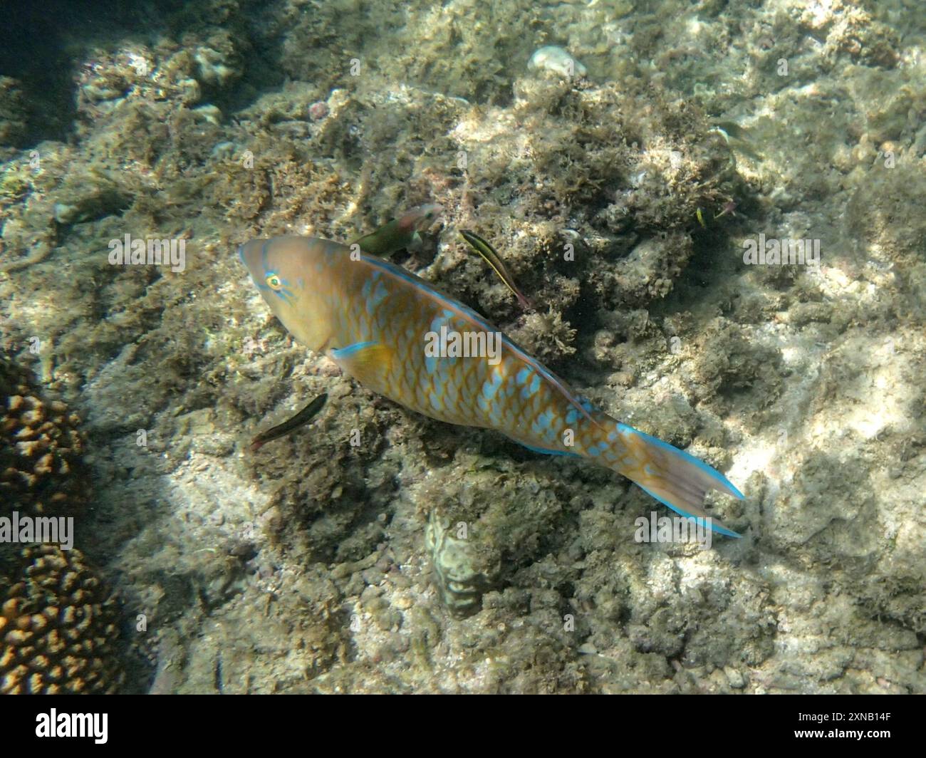 Bluebarred Parrotfish (Scarus ghobban) Actinopterygii Stock Photo - Alamy