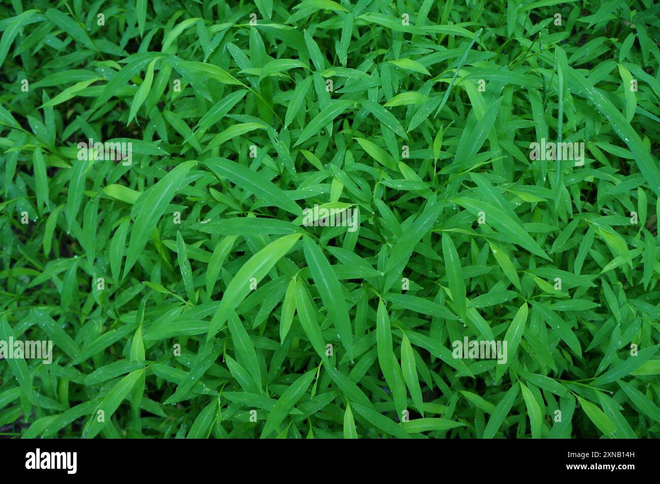 Japanese stiltgrass (Microstegium vimineum) Plantae Stock Photo - Alamy