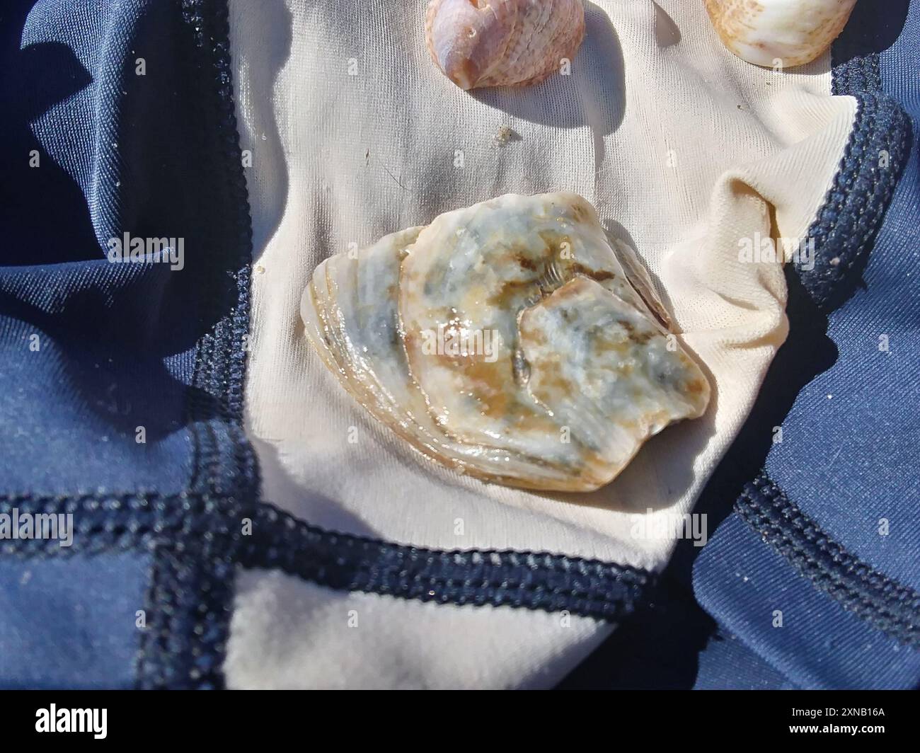 Eastern Oyster (Crassostrea virginica) Mollusca Stock Photo - Alamy