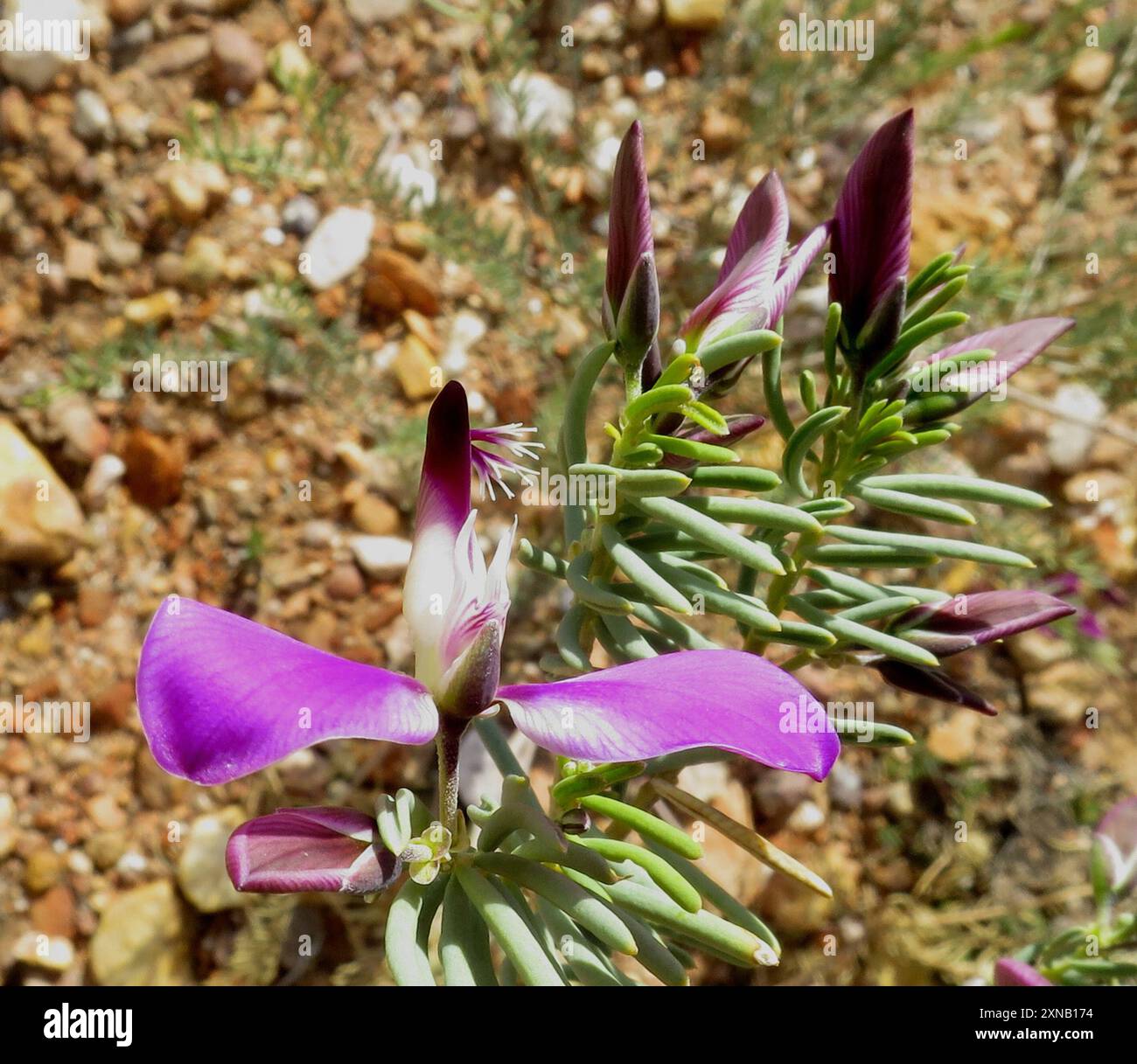Pineleaf Septemberbush (Polygala myrtifolia pinifolia) Plantae Stock ...