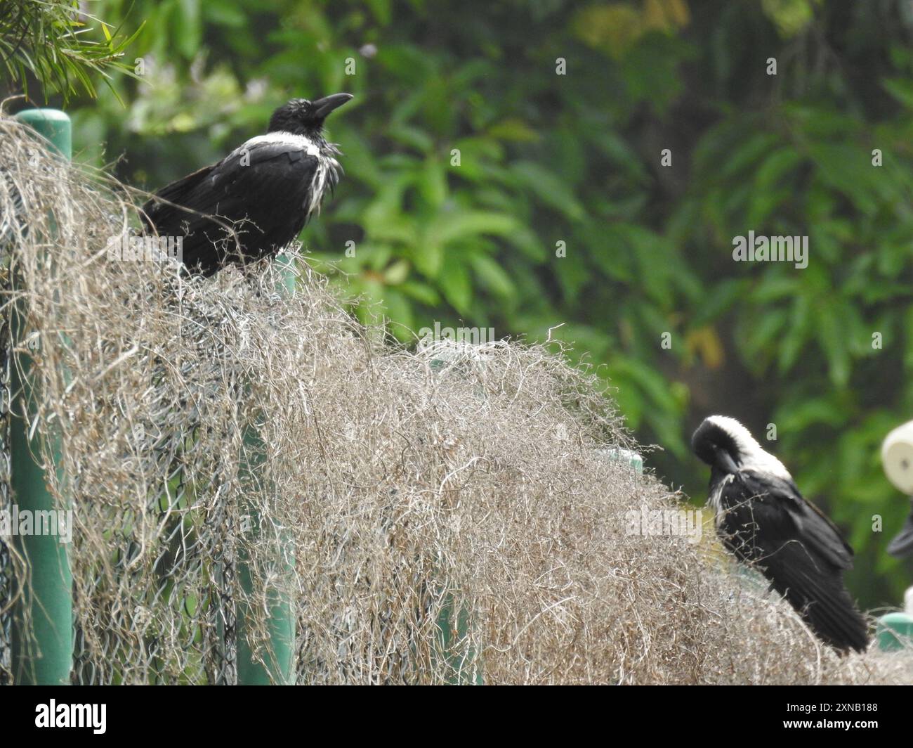 Collared crow hi-res stock photography and images - Alamy