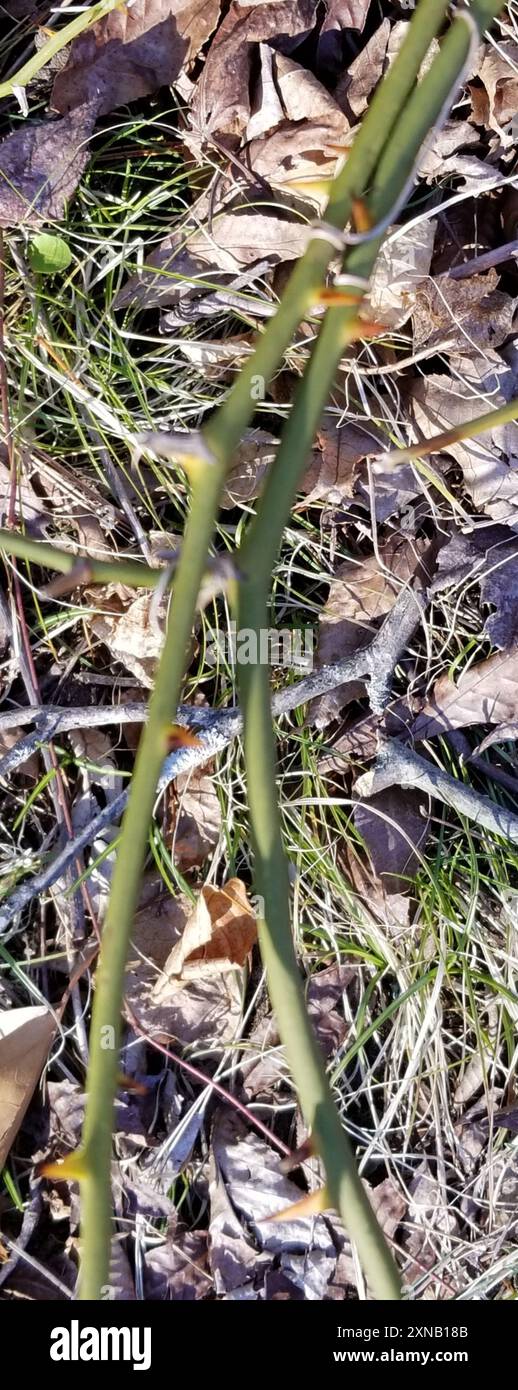roundleaf greenbrier (Smilax rotundifolia) Plantae Stock Photo - Alamy
