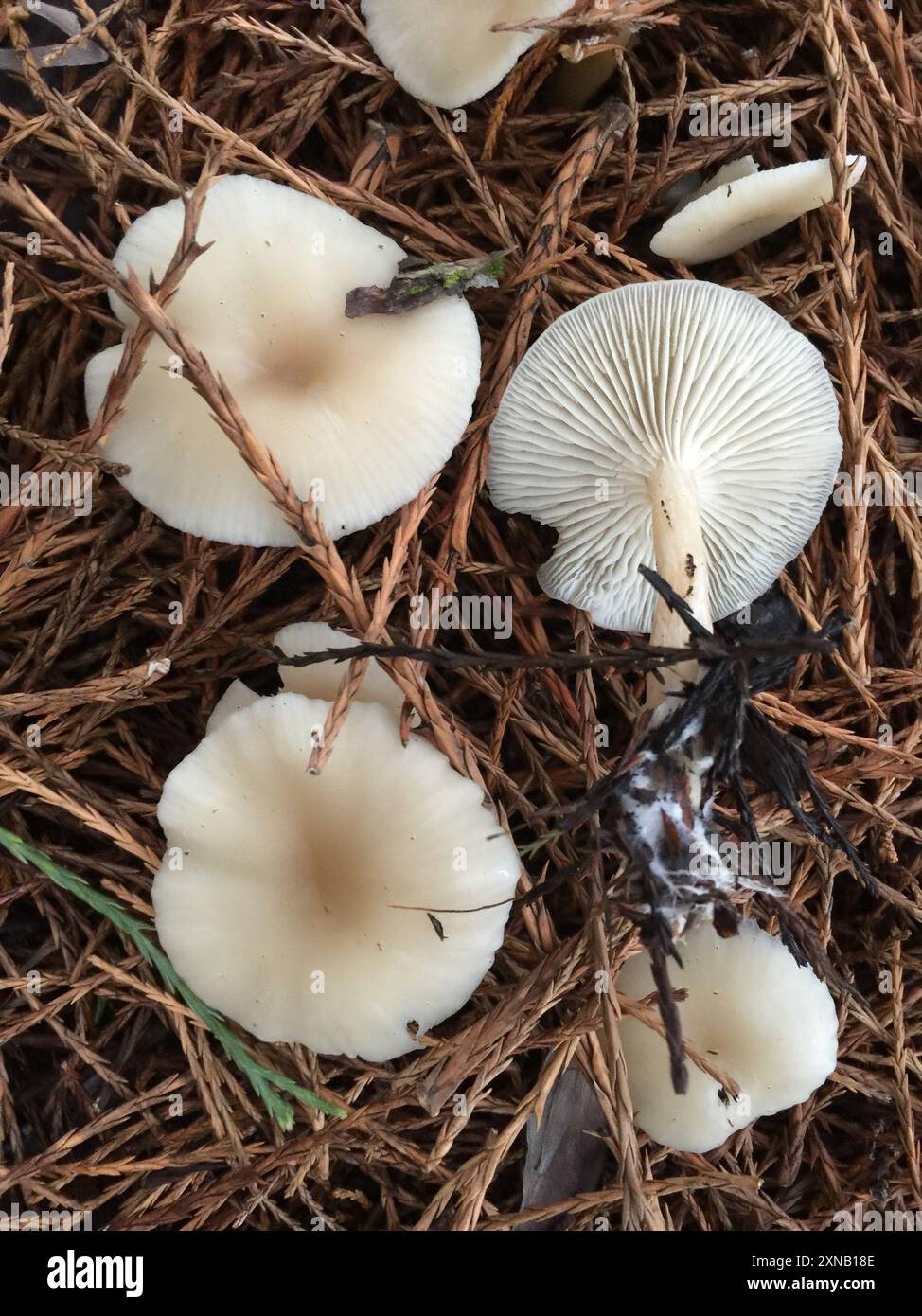 Fragrant Funnel (Clitocybe fragrans) Fungi Stock Photo - Alamy