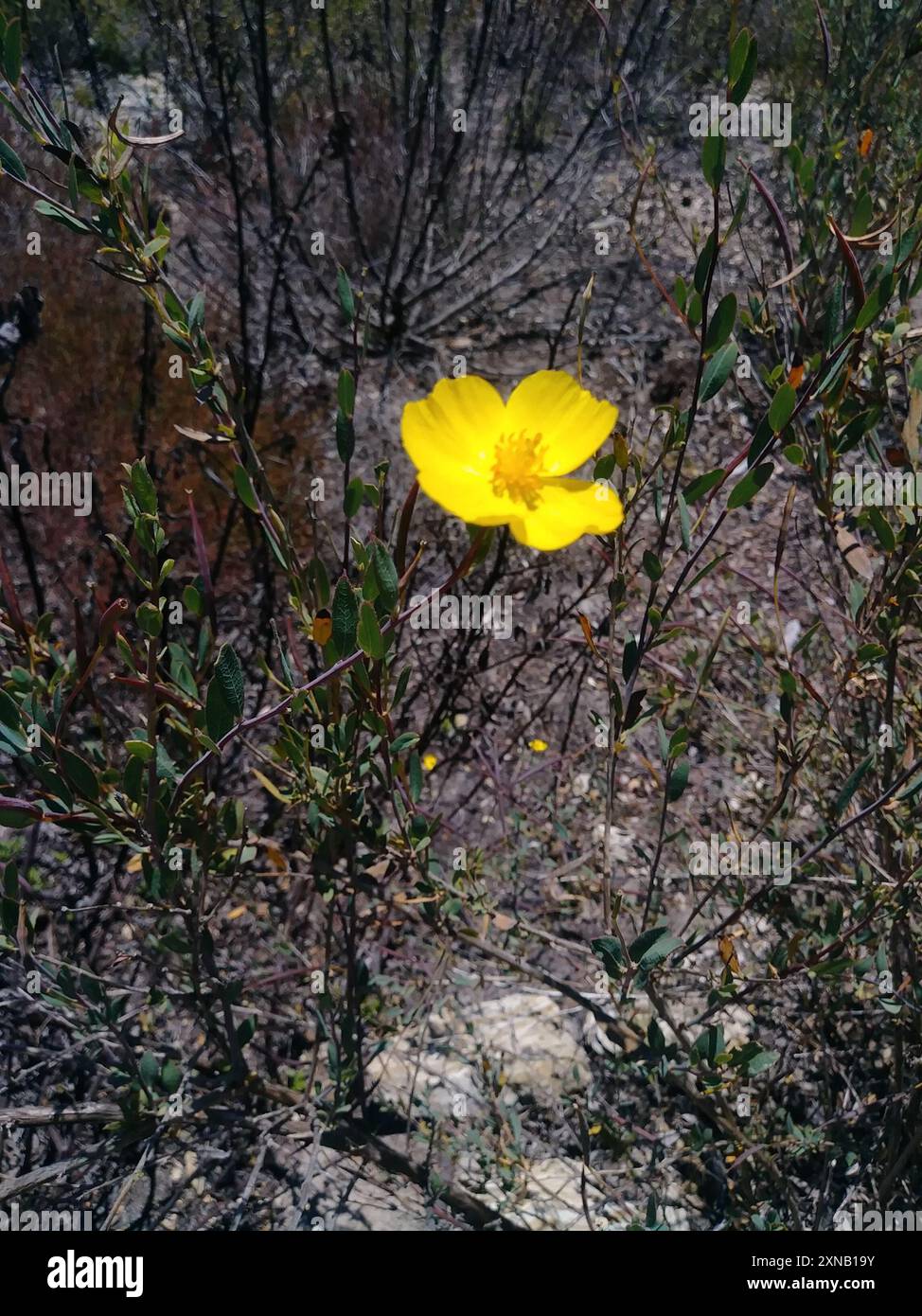 Bush Poppy (Dendromecon rigida) Plantae Stock Photo - Alamy