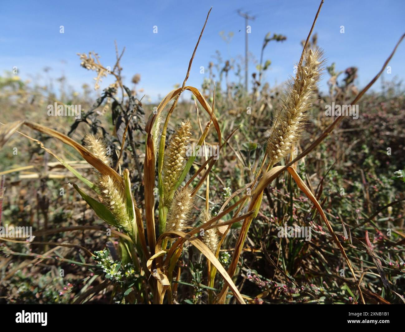 yellow foxtail (Setaria pumila) Plantae Stock Photo - Alamy