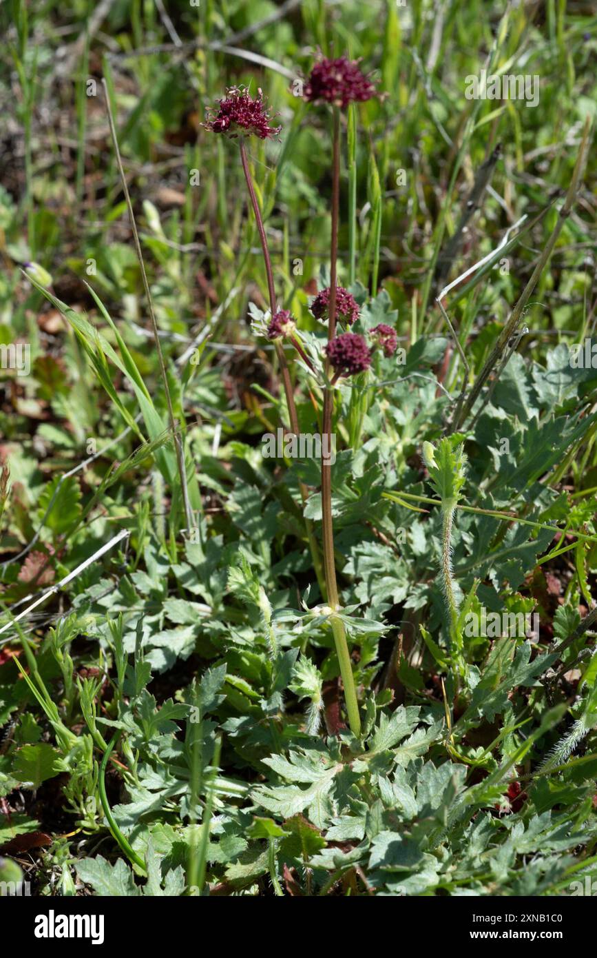 Purple Sanicle (Sanicula bipinnatifida) Plantae Stock Photo - Alamy