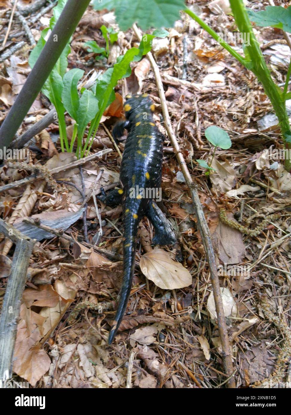 Fire Salamander (Salamandra salamandra) Amphibia Stock Photo - Alamy