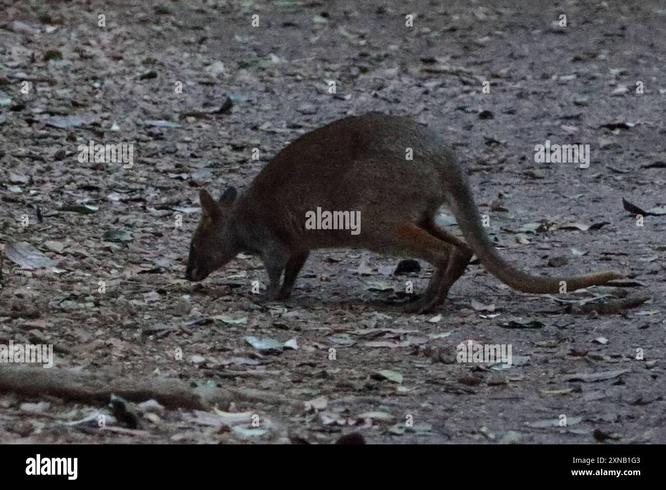 Red-legged Pademelon (Thylogale stigmatica) Mammalia Stock Photo - Alamy