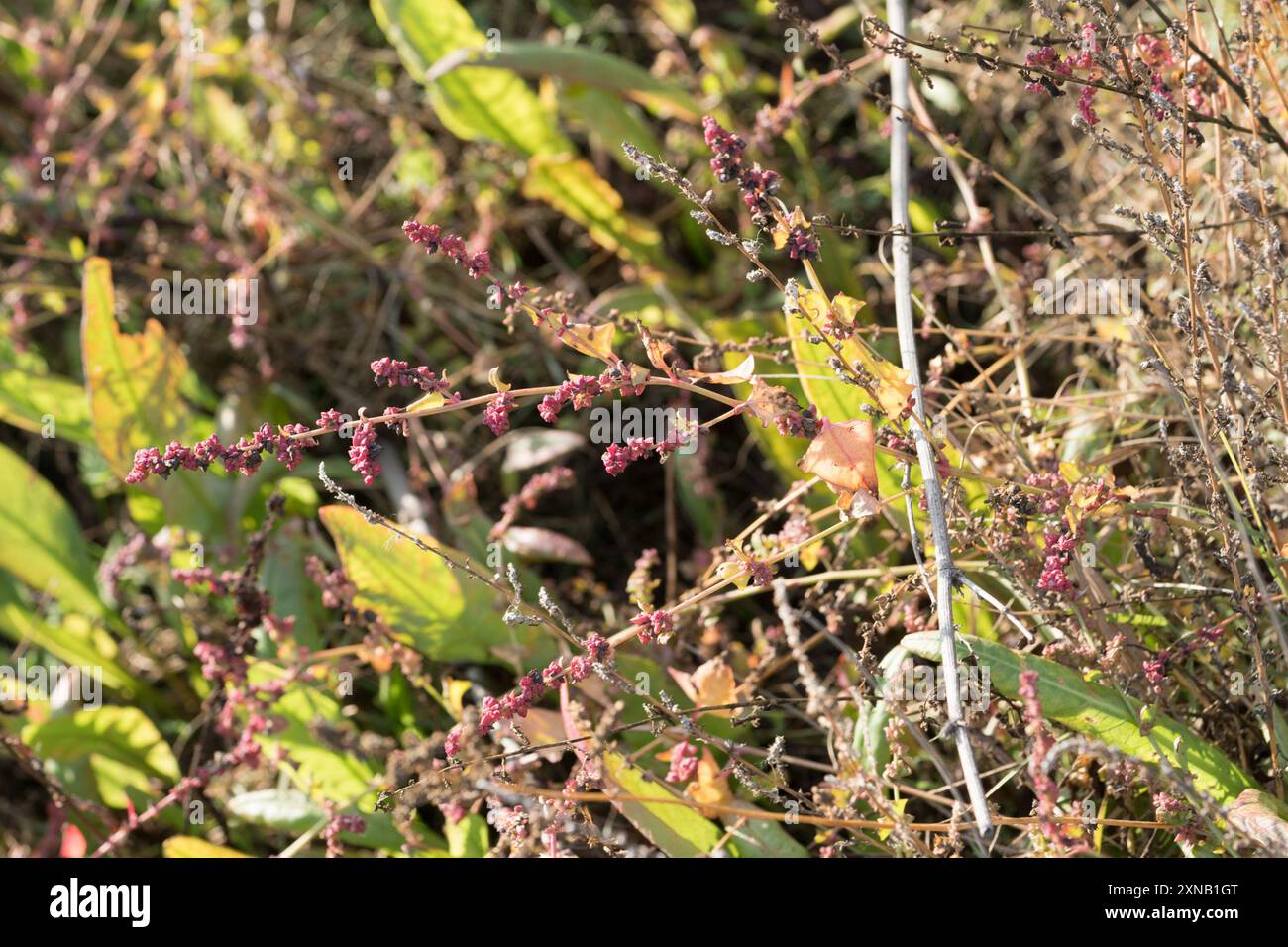 Saltbushes (Atriplex) Plantae Stock Photo - Alamy