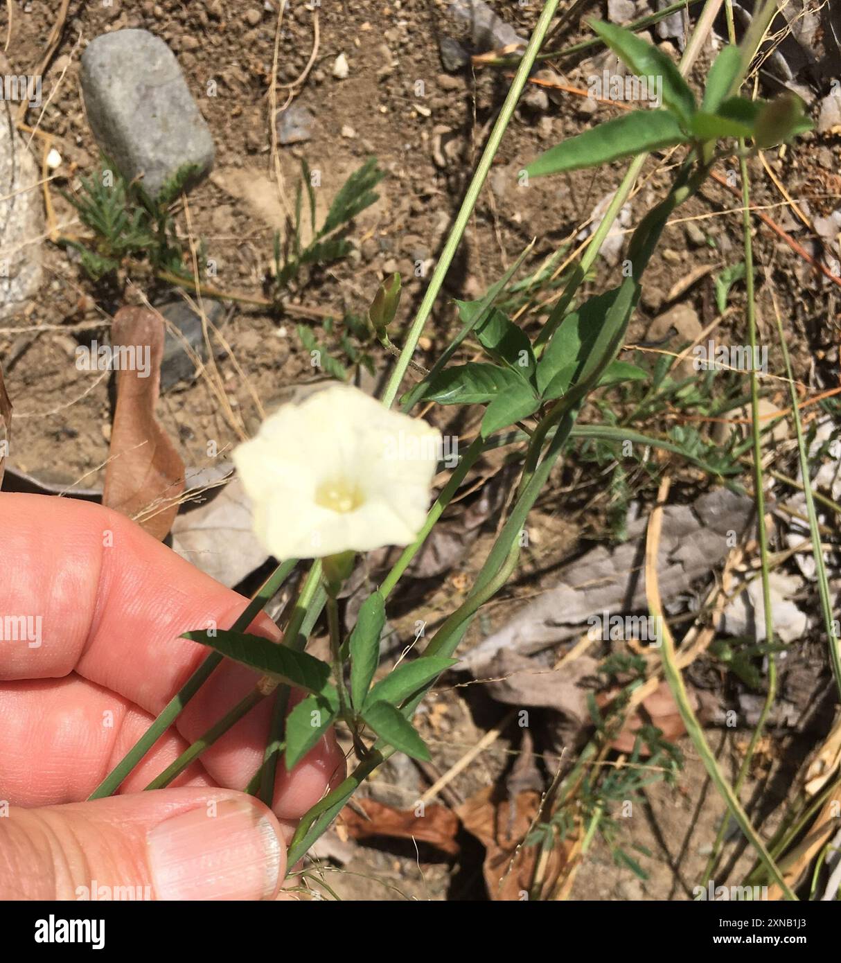 Rock Rosemary (Distimake quinquefolius) Plantae Stock Photo - Alamy
