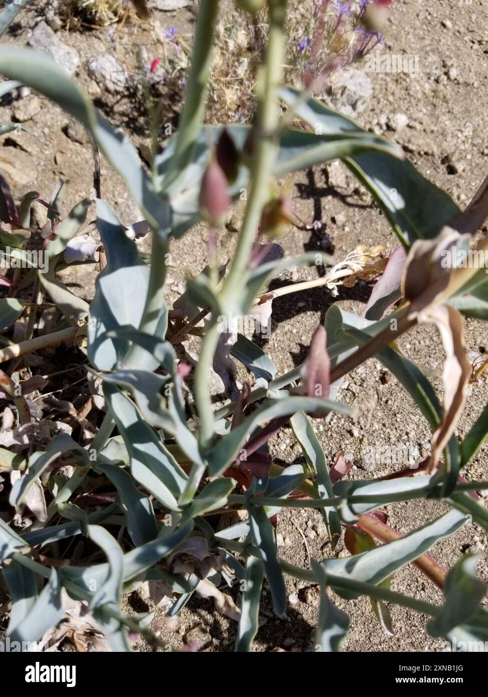 scarlet bugler (Penstemon centranthifolius) Plantae Stock Photo - Alamy