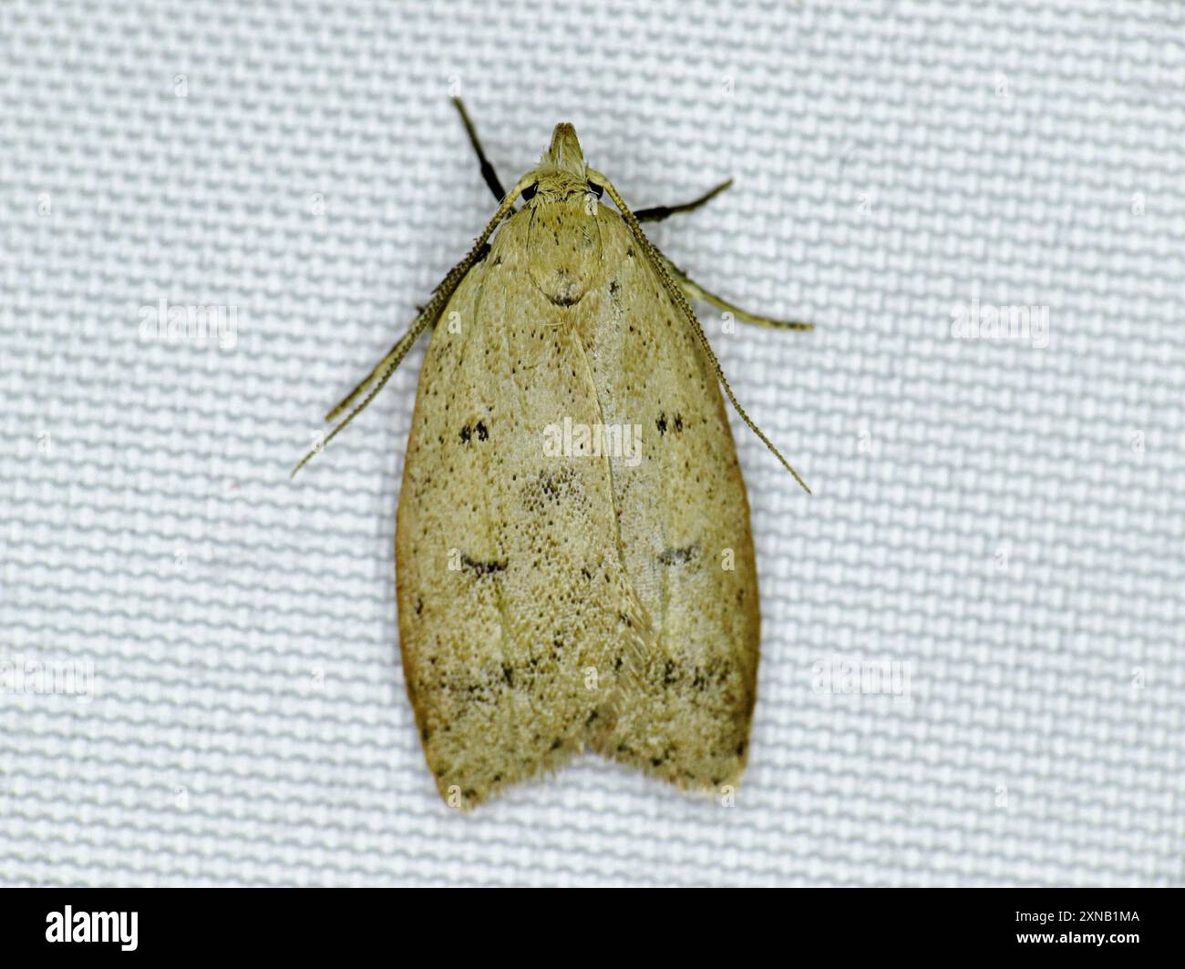 Gold-striped Leaftier Moth (Machimia tentoriferella) Insecta Stock ...