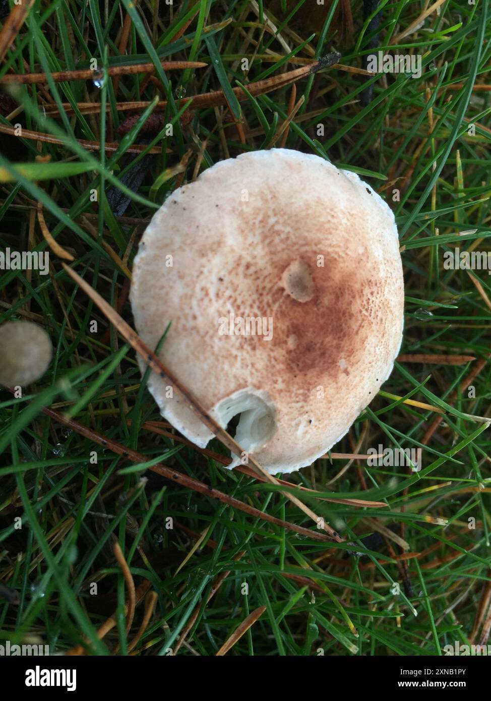 fatal dapperling (Lepiota subincarnata) Fungi Stock Photo - Alamy