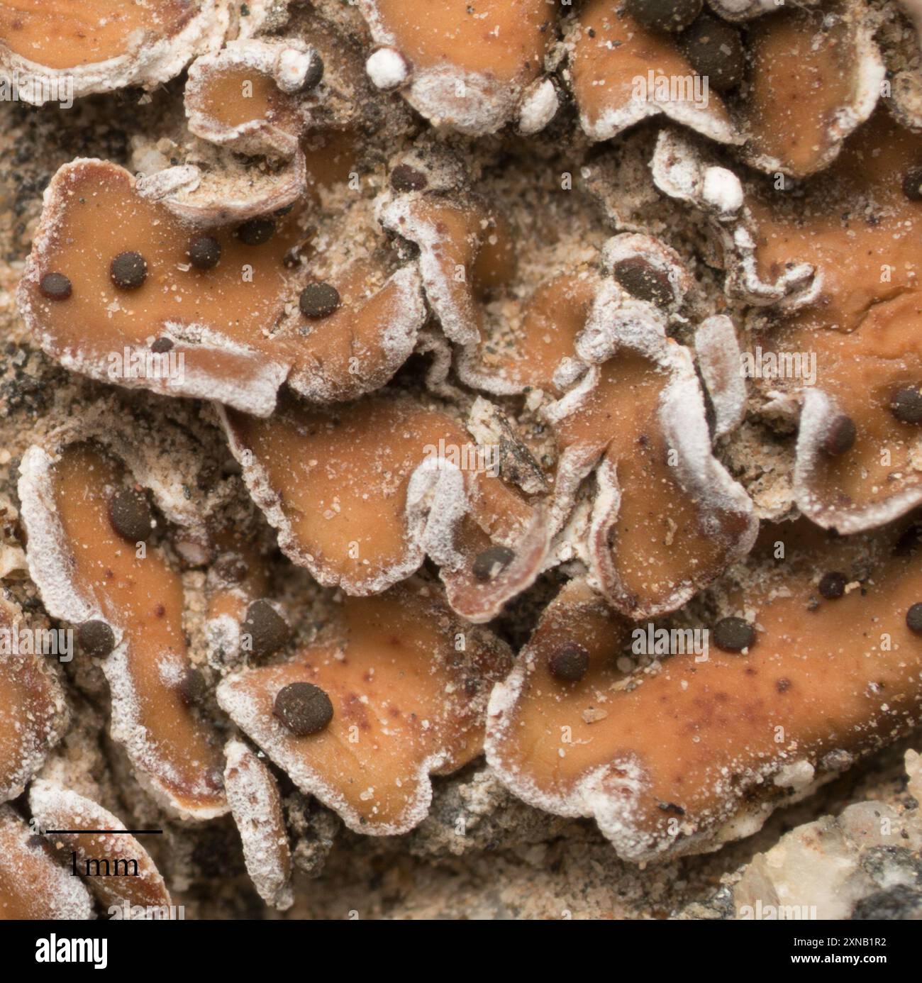 Blushing Scale (Psora decipiens) Fungi Stock Photo - Alamy