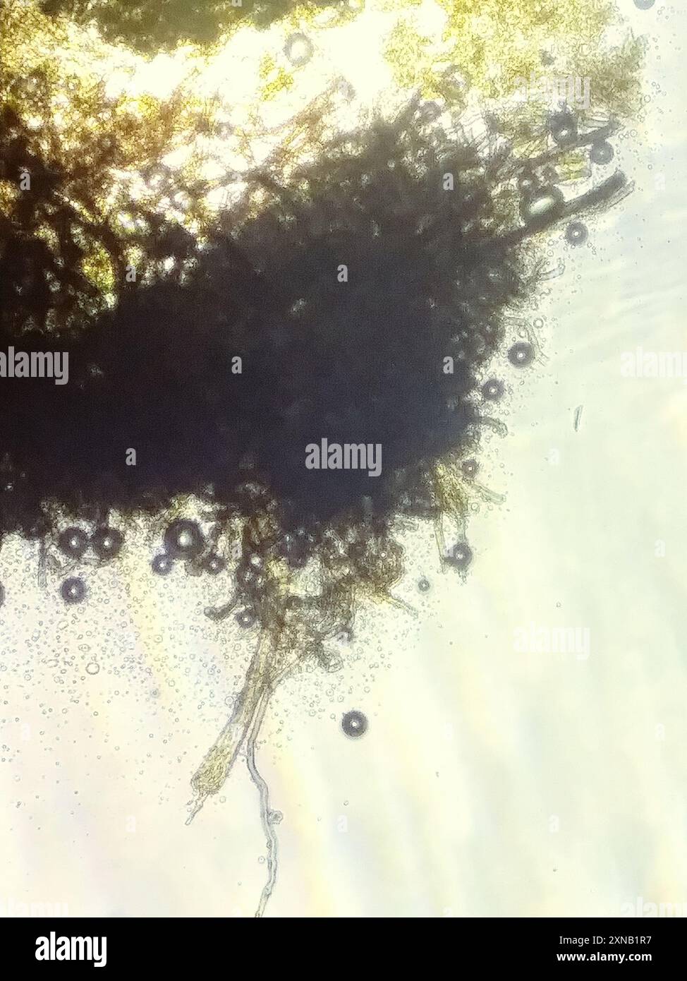 ebony cup (Pseudoplectania nigrella) Fungi Stock Photo - Alamy