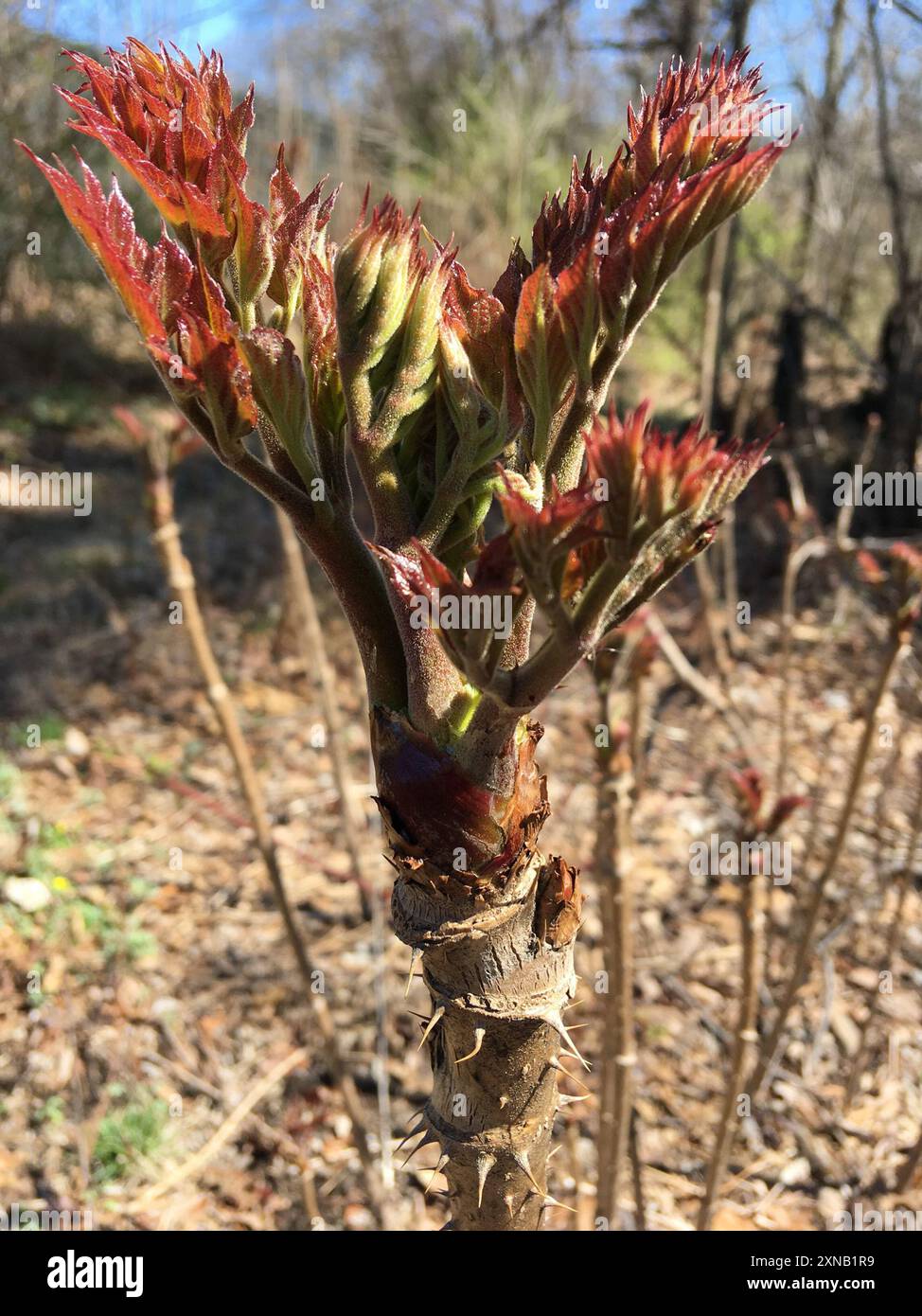 Japanese angelica tree (Aralia elata) Plantae Stock Photo - Alamy