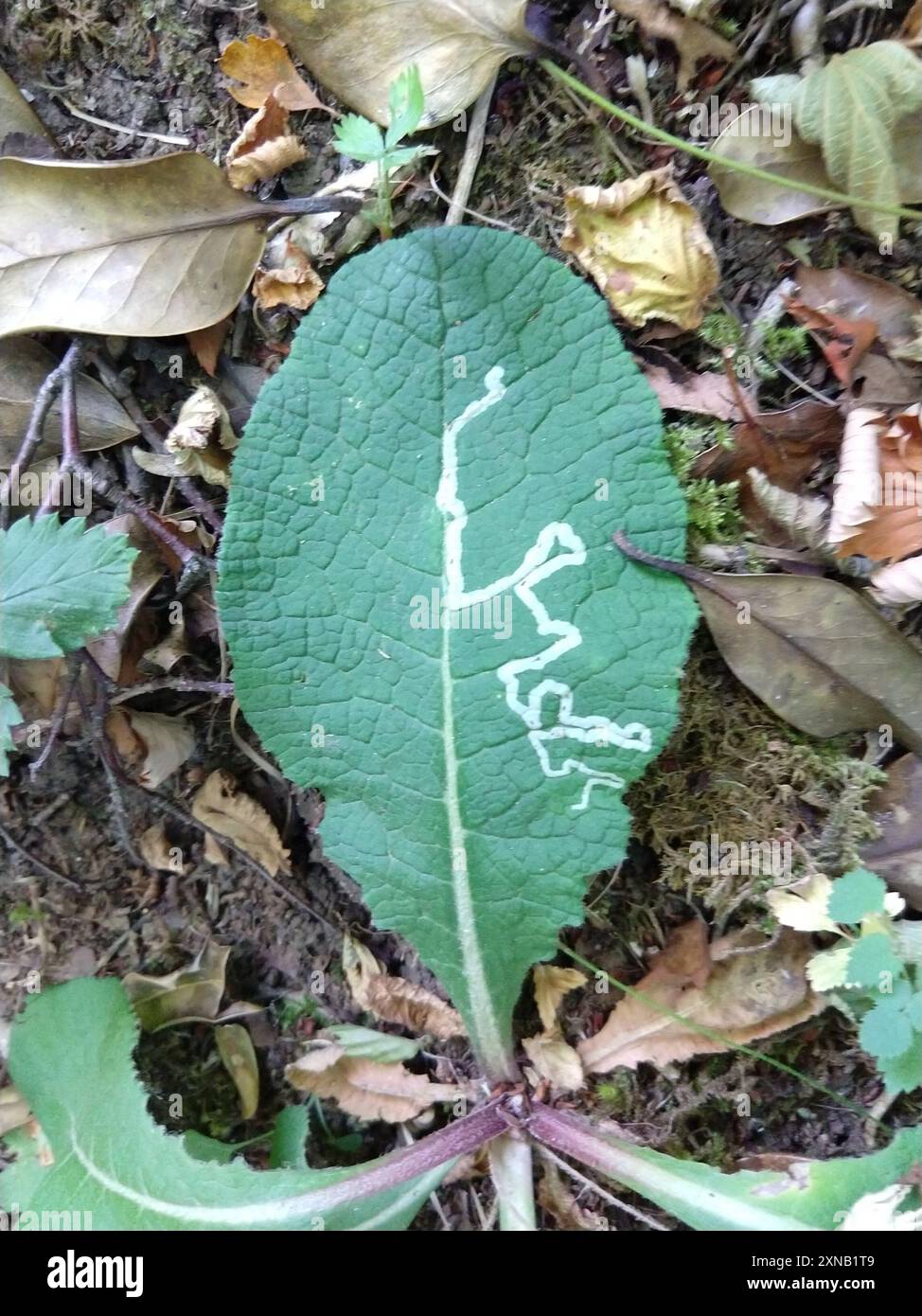 Primulae hi-res stock photography and images - Alamy