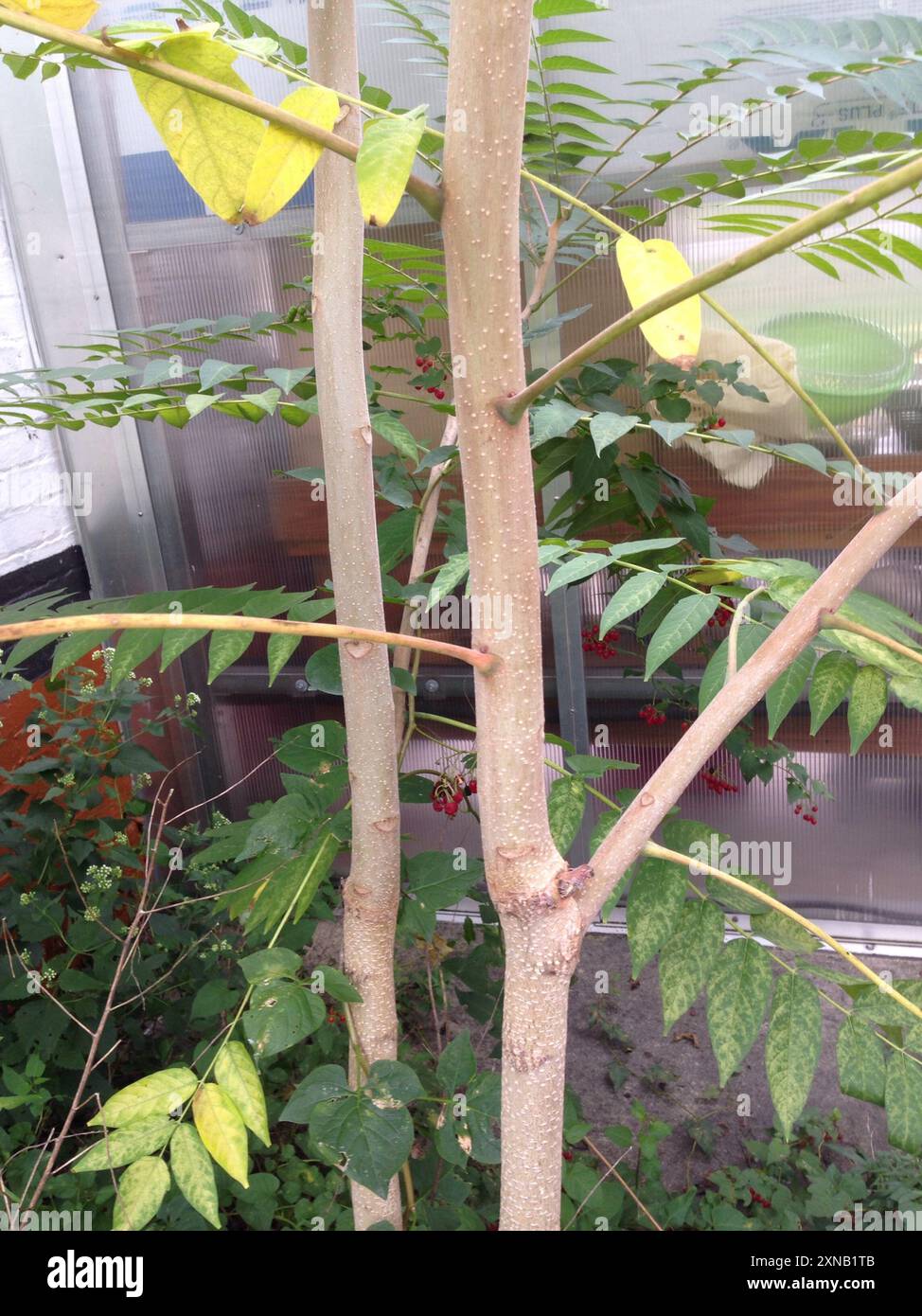 tree-of-heaven (Ailanthus altissima) Plantae Stock Photo - Alamy