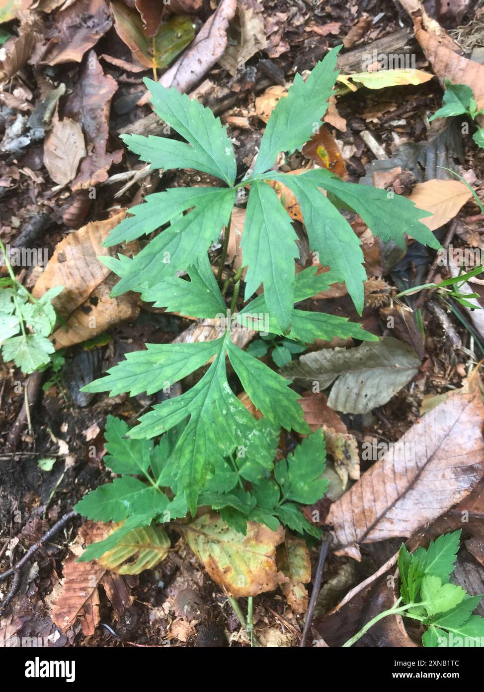 Appalachian waterleaf (Hydrophyllum virginianum atranthum) Plantae ...