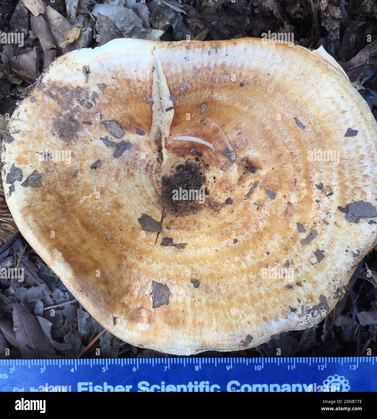 Common Milkcaps (Lactarius) Fungi Stock Photo - Alamy
