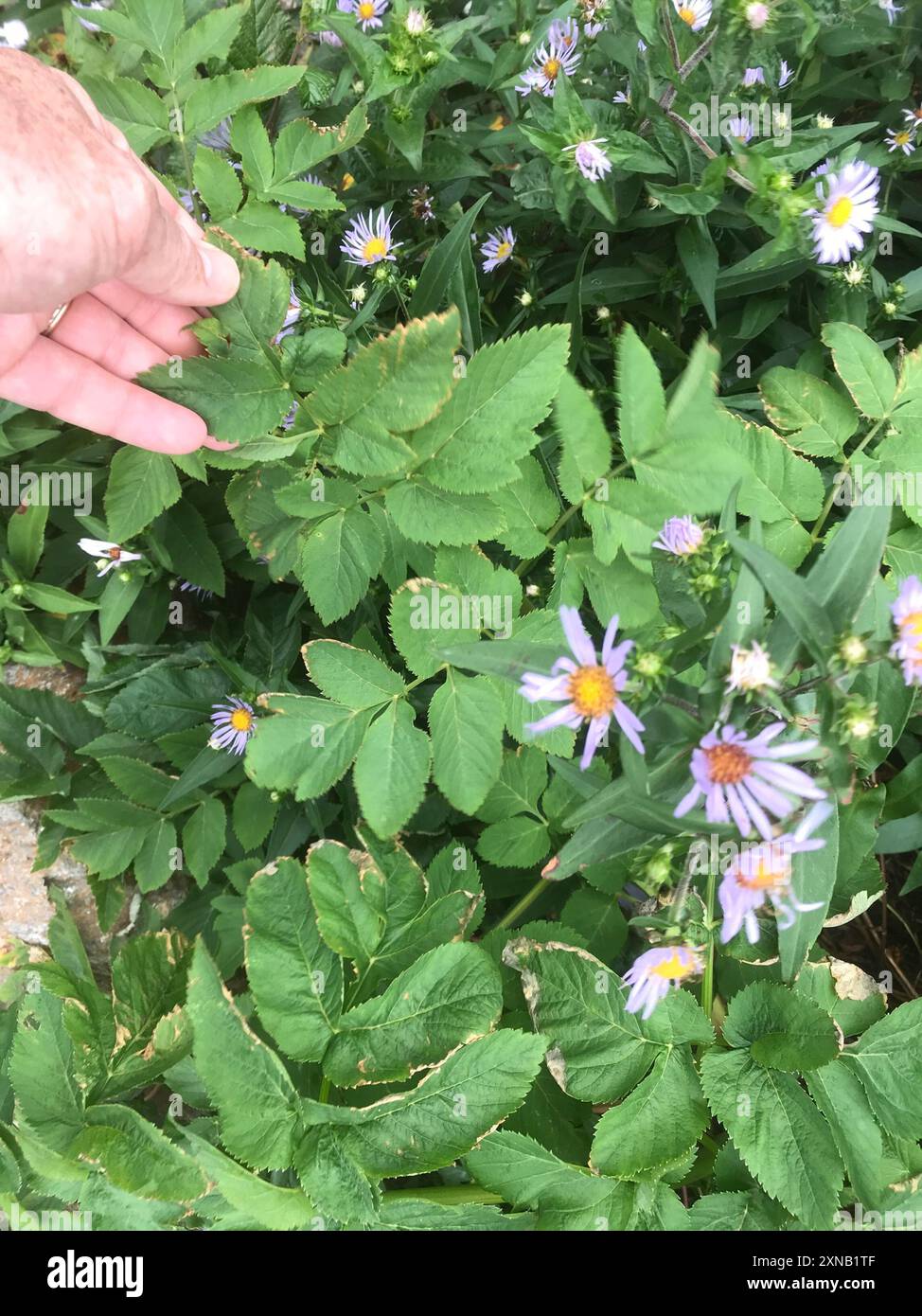 purple-stemmed angelica (Angelica atropurpurea) Plantae Stock Photo - Alamy