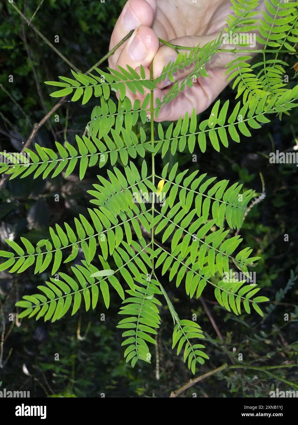 White leadtree (Leucaena leucocephala) Plantae Stock Photo - Alamy