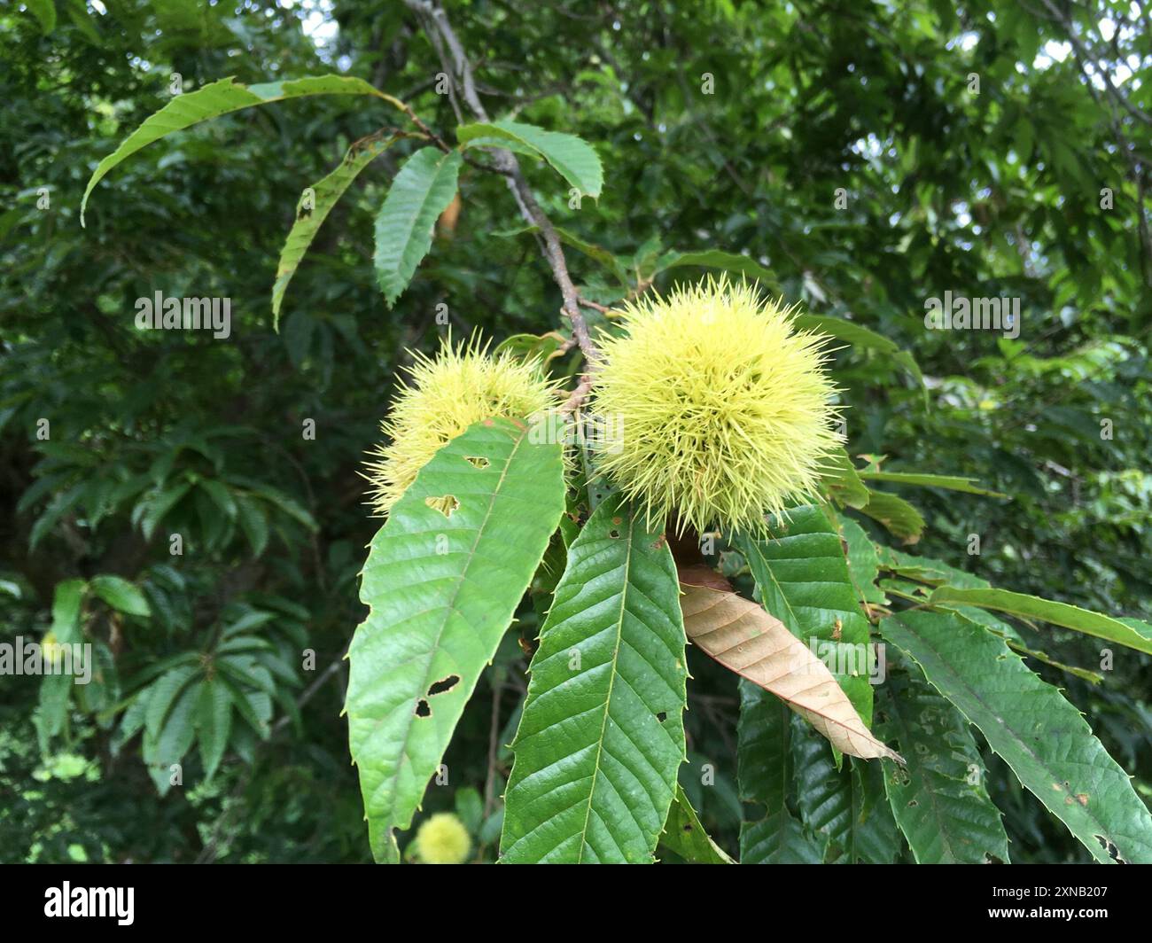 Castanea crenata hi-res stock photography and images - Alamy