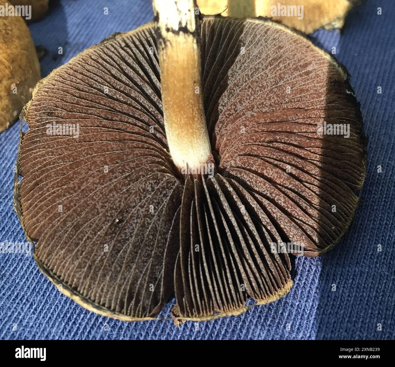 weeping widow (Lacrymaria lacrymabunda) Fungi Stock Photo - Alamy