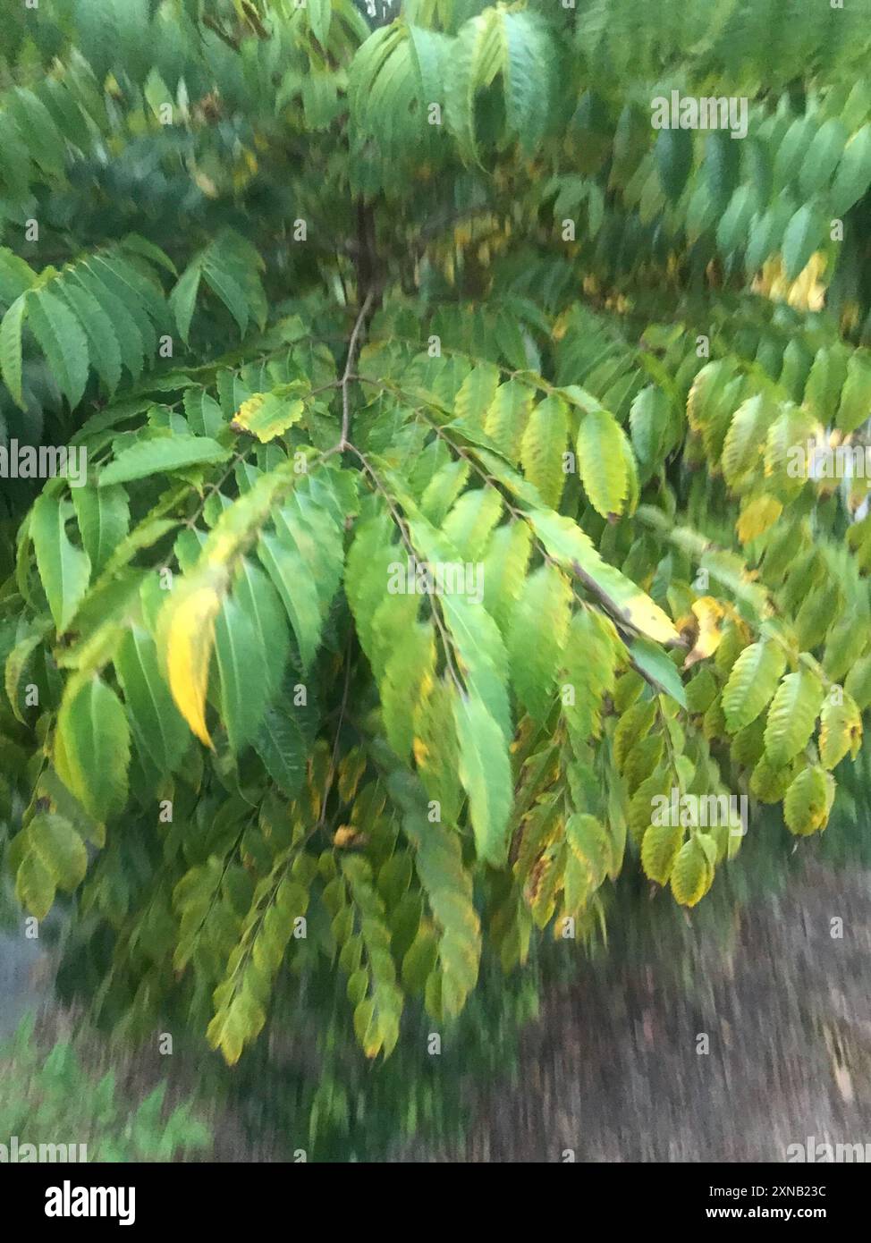 Taiwanese Rain Tree (Koelreuteria elegans) Plantae Stock Photo - Alamy