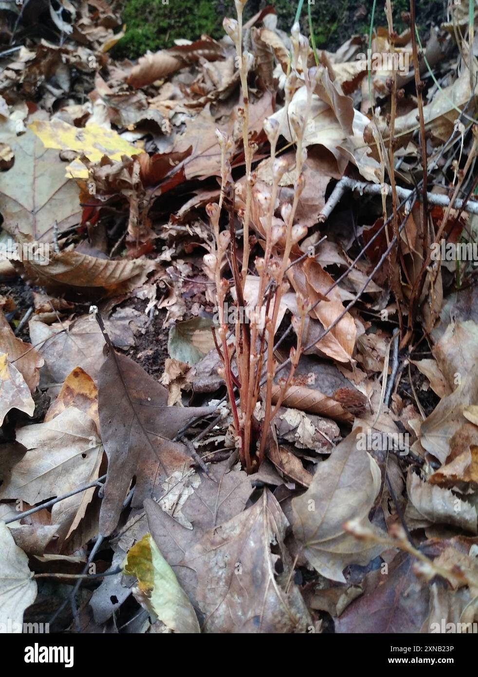 Beechdrops (Epifagus virginiana) Plantae Stock Photo - Alamy