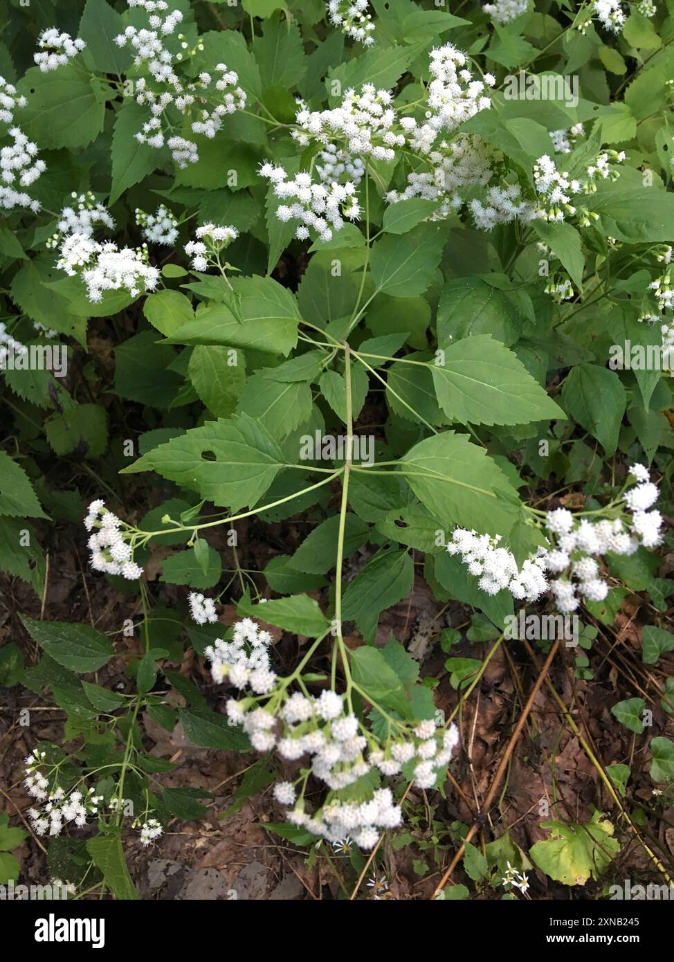 white snakeroot (Ageratina altissima) Plantae Stock Photo - Alamy