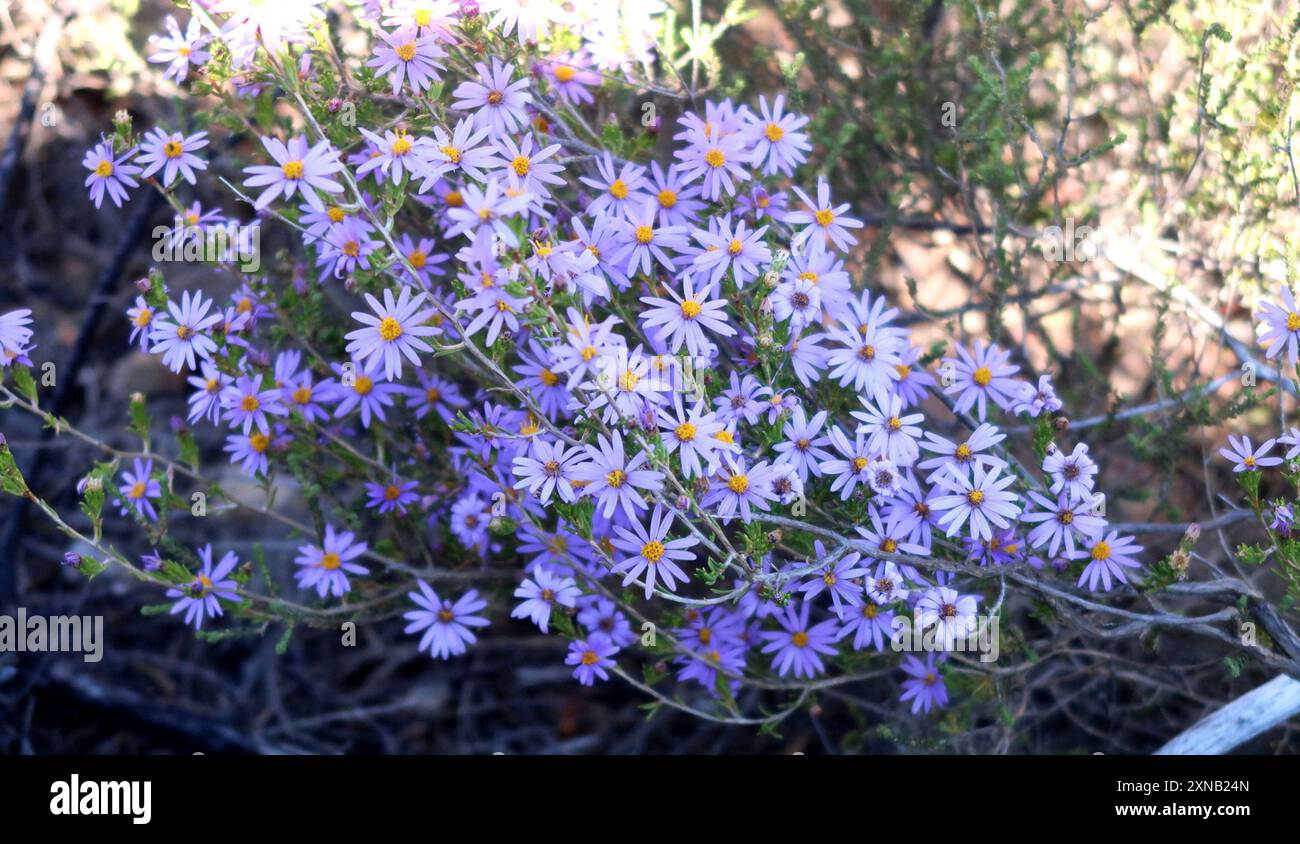 Common Fine Felicia (Felicia filifolia filifolia) Plantae Stock Photo ...