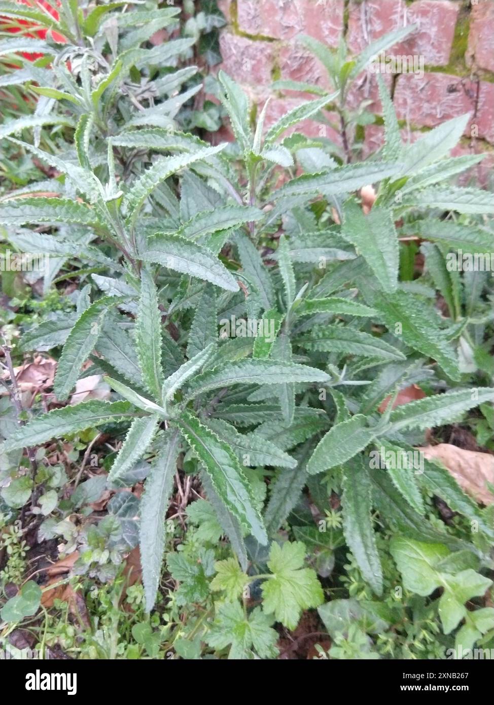 Senecio minimus hi-res stock photography and images - Alamy