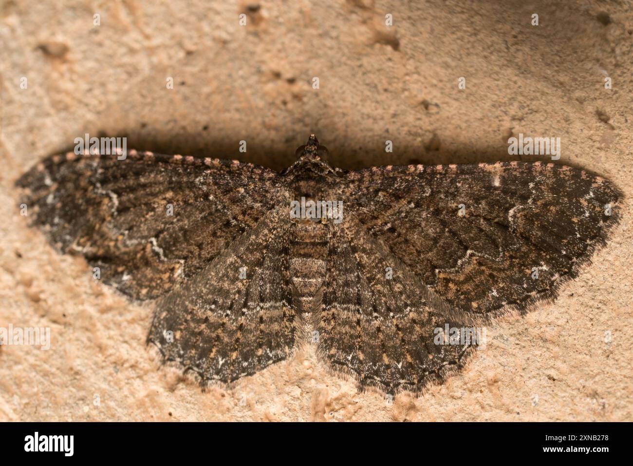 Somber Carpet Moth (Disclisioprocta stellata) Insecta Stock Photo - Alamy