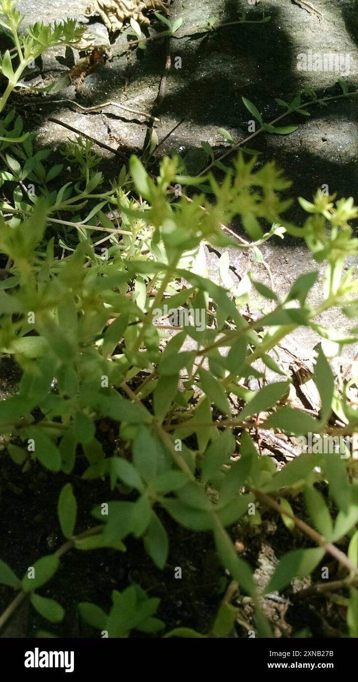 Stringy Stonecrop (Sedum sarmentosum) Plantae Stock Photo - Alamy