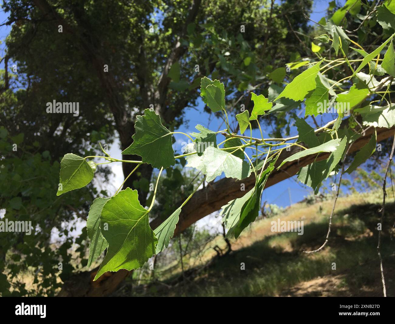 Fremont Cottonwood (Populus fremontii) Plantae Stock Photo - Alamy