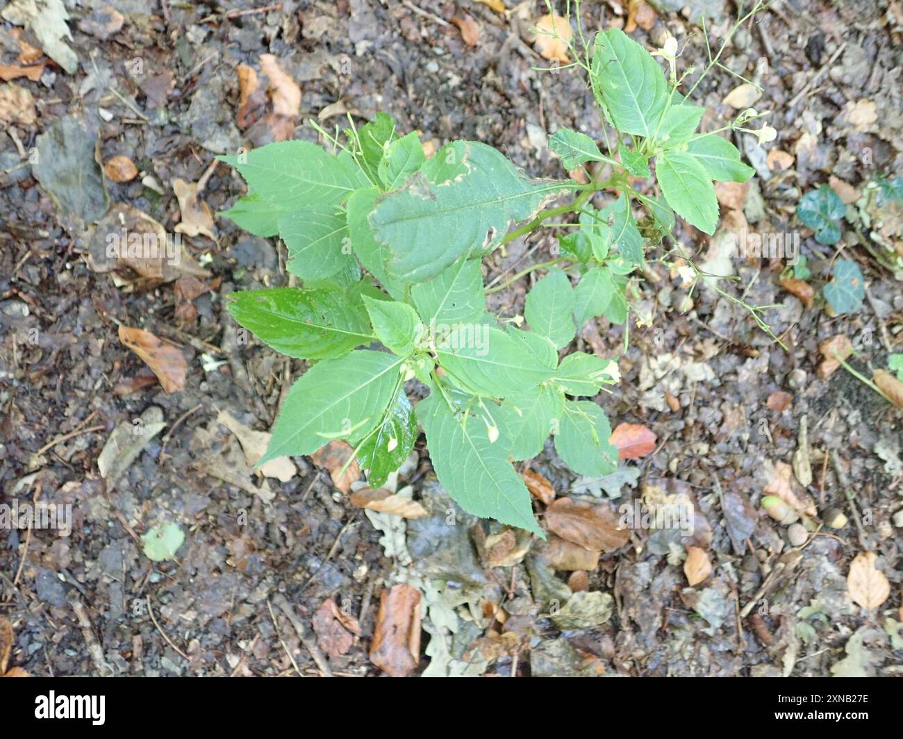 small balsam (Impatiens parviflora) Plantae Stock Photo - Alamy