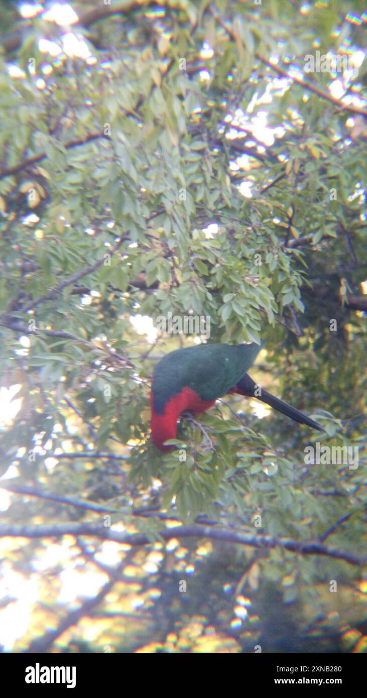 Australian King Parrot (Alisterus scapularis) Aves Stock Photo - Alamy