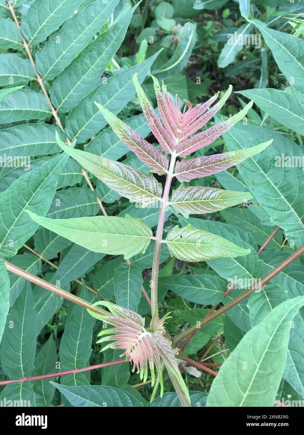 tree-of-heaven (Ailanthus altissima) Plantae Stock Photo - Alamy