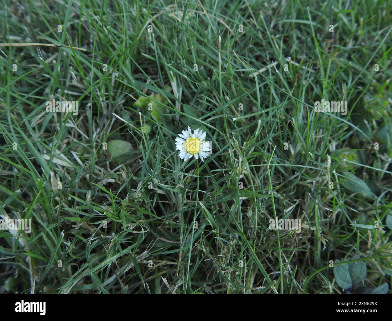 Lawn daisy (Bellis perennis) Plantae Stock Photo - Alamy