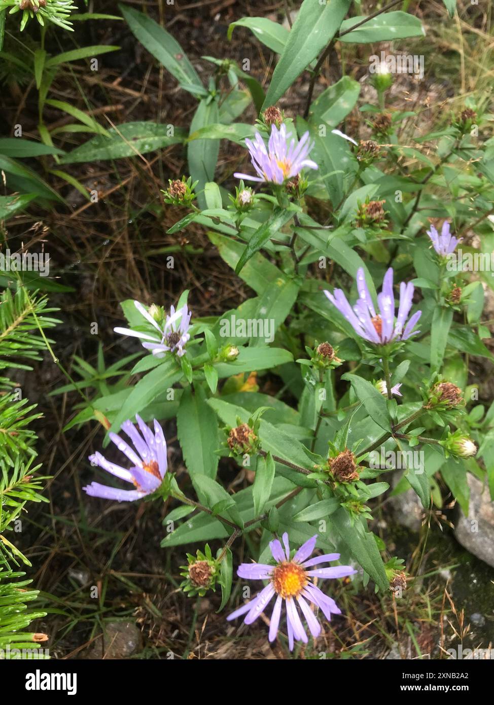 swamp aster (Symphyotrichum puniceum) Plantae Stock Photo - Alamy