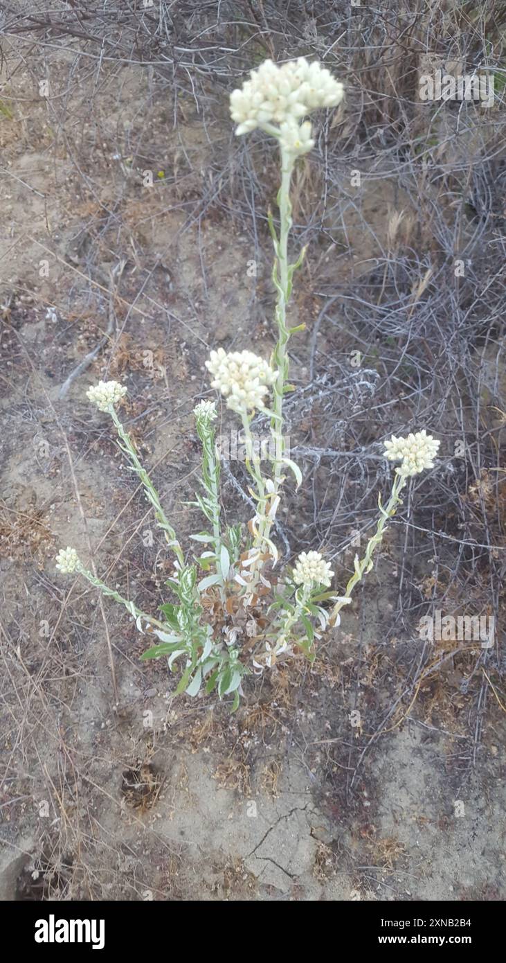 two-color rabbit tobacco (Pseudognaphalium biolettii) Plantae Stock ...