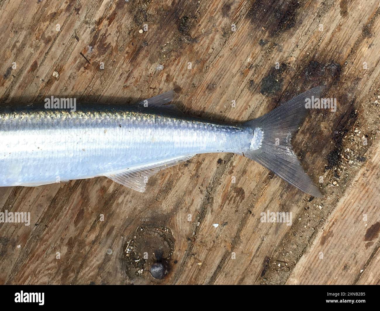 Jack Silverside (Atherinopsis californiensis) Actinopterygii Stock ...
