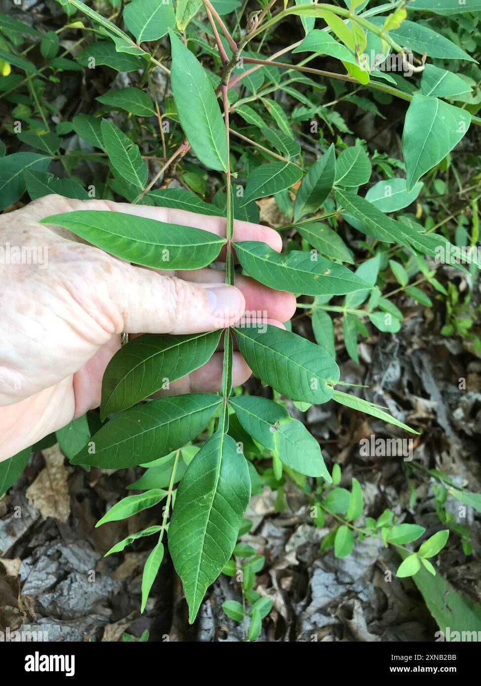 shining sumac (Rhus copallinum) Plantae Stock Photo - Alamy